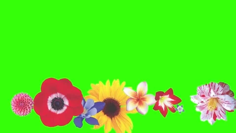 Animation of flowers on green screen, gr... | Stock Video | Pond5