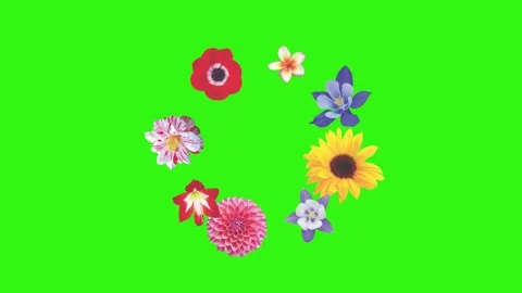 Animation of flowers on green screen, gr... | Stock Video | Pond5