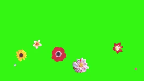 Animation of flowers on green screen, gr... | Stock Video | Pond5