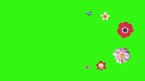Animation of flowers on green screen, gr... | Stock Video | Pond5