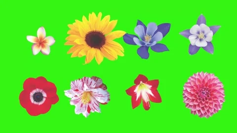Animation of flowers on green screen, gr... | Stock Video | Pond5