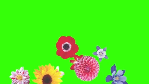 Animation of flowers on green screen, gr... | Stock Video | Pond5