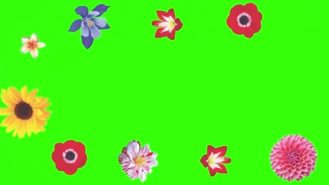 Animation of flowers on green screen, gr... | Stock Video | Pond5