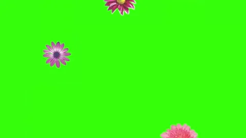 Animation of flowers on green screen, gr... | Stock Video | Pond5