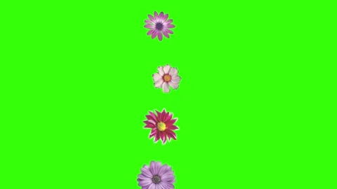 Animation of flowers on green screen, gr... | Stock Video | Pond5
