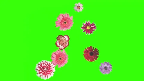 Animation of flowers on green screen, gr... | Stock Video | Pond5