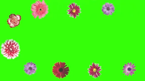 Animation of flowers on green screen, gr... | Stock Video | Pond5