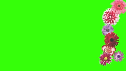 Animation of flowers on green screen, gr... | Stock Video | Pond5
