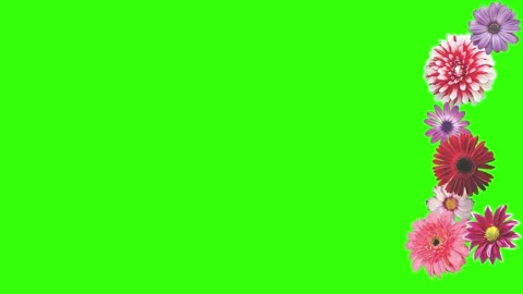 Animation of flowers on green screen, gr... | Stock Video | Pond5