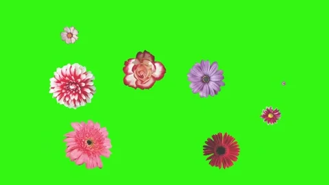 Animation of flowers on green screen, gr... | Stock Video | Pond5