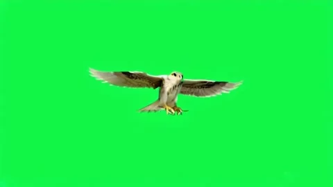 Green Screen Falcon Stock Videos – Royalty-Free HD & 4K Videos