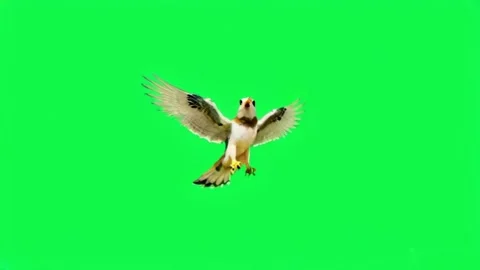 Green Screen Falcon Stock Videos – Royalty-Free HD & 4K Videos