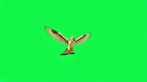 Animation flying falcon slowly isolate o... | Stock Video | Pond5