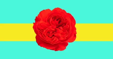 Spring Gif Animation Stock Footage ~ Royalty Free Stock Videos | Pond5