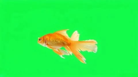 Animation gold fish isolate on green scr... | Stock Video | Pond5