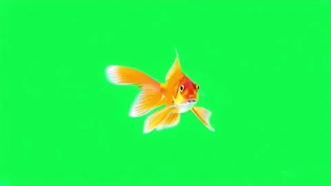 Animation gold fish isolate on green scr... | Stock Video | Pond5
