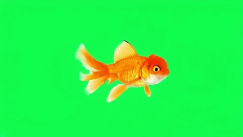 Animation gold fish isolate on green scr... | Stock Video | Pond5