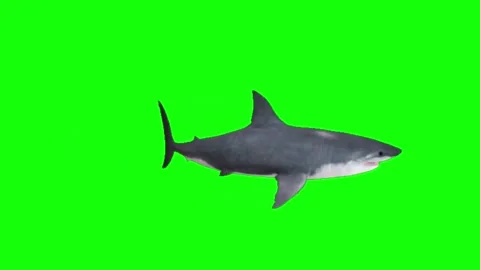 Animation of a great white shark swimmin... | Stock Video | Pond5
