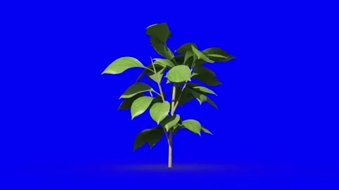 Animation of green tree growing on blue ... | Stock Video | Pond5