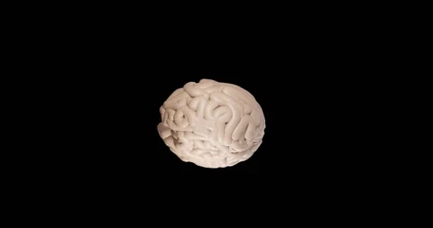 Animation of grey human brain spinning o... | Stock Video | Pond5