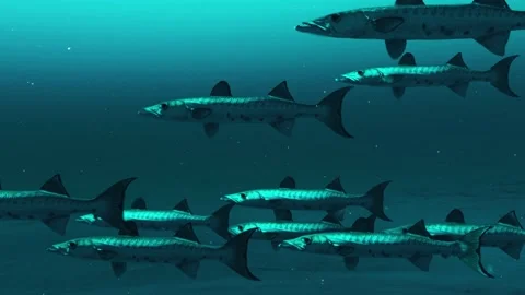Animation of a group of barracuda fish s... | Stock Video | Pond5