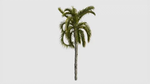 Animation of a Growing Palm Tree with Al... | Stock Video | Pond5