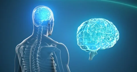 Animation of human body and human brain ... | Stock Video | Pond5