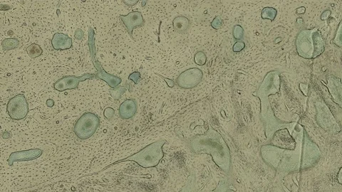 Animation of human body cells under a mi... | Stock Video | Pond5