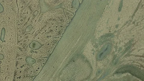 Animation of human body cells under a mi... | Stock Video | Pond5