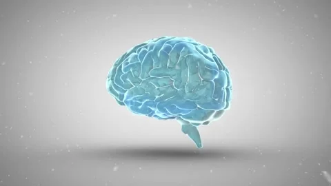 Animation of human brain spinning on gre... | Stock Video | Pond5