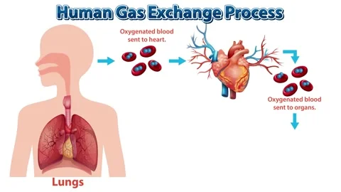 Animation of Human Gas Exchange Process ... | Stock Video | Pond5