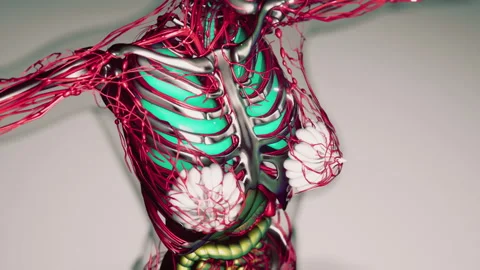 animation of human internal organs | Stock Video | Pond5