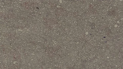 Animation of human kidney cells under a ... | Stock Video | Pond5