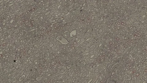 Animation of human kidney cells under a ... | Stock Video | Pond5