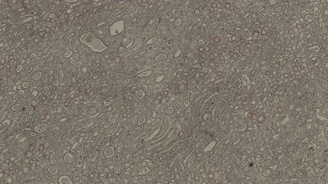 Animation of human kidney cells under a ... | Stock Video | Pond5