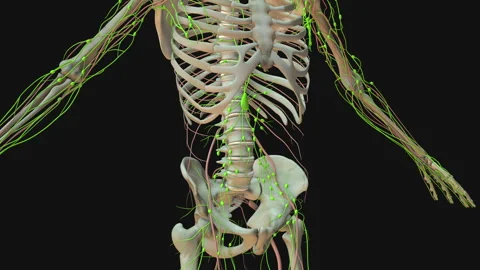 Animation of the Human Lymphatic System ... | Stock Video | Pond5