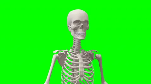 Animation of a human skeleton with green... | Stock Video | Pond5