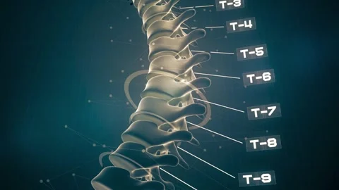 Animation of a human spine bone displaye... | Stock Video | Pond5