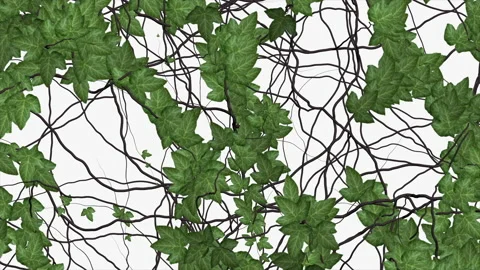 Animation - Ivy growing over a white bac... | Stock Video | Pond5