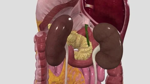 Animation Of A Kidney Anatomy | Stock Video | Pond5