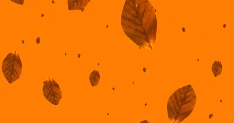 Animation of leaves falling over orange ... | Stock Video | Pond5