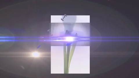 Animation of lens flare over plant and l... | Stock Video | Pond5
