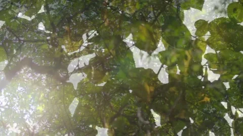 Animation of light over forest and leave... | Stock Video | Pond5