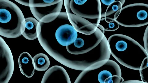 Animation of living cells under the micr... | Stock Video | Pond5