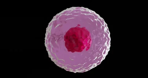 Animation of micro of red and pink cell ... | Stock Video | Pond5