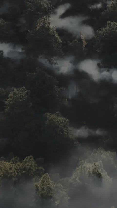 Animation of misty forest in aerial view | Stock Video | Pond5