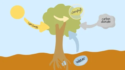 Photosynthesis Process Animation