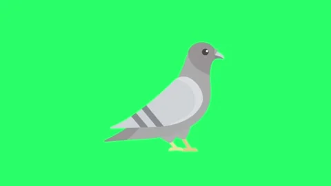 Pigeon Bird Animation Stock Video Footage | Royalty Free Pigeon Bird ...