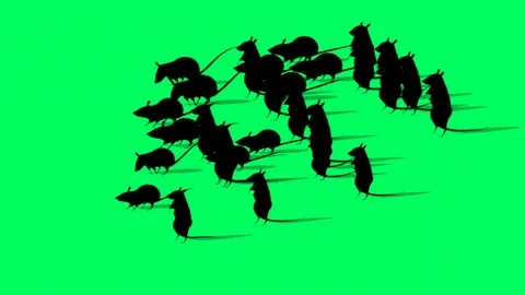 Rats Green Screen Stock Videos – Royalty-Free HD & 4K Videos | Pond5