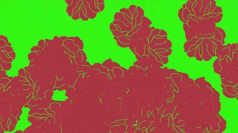 Animation of red roses, graphic design o... | Stock Video | Pond5